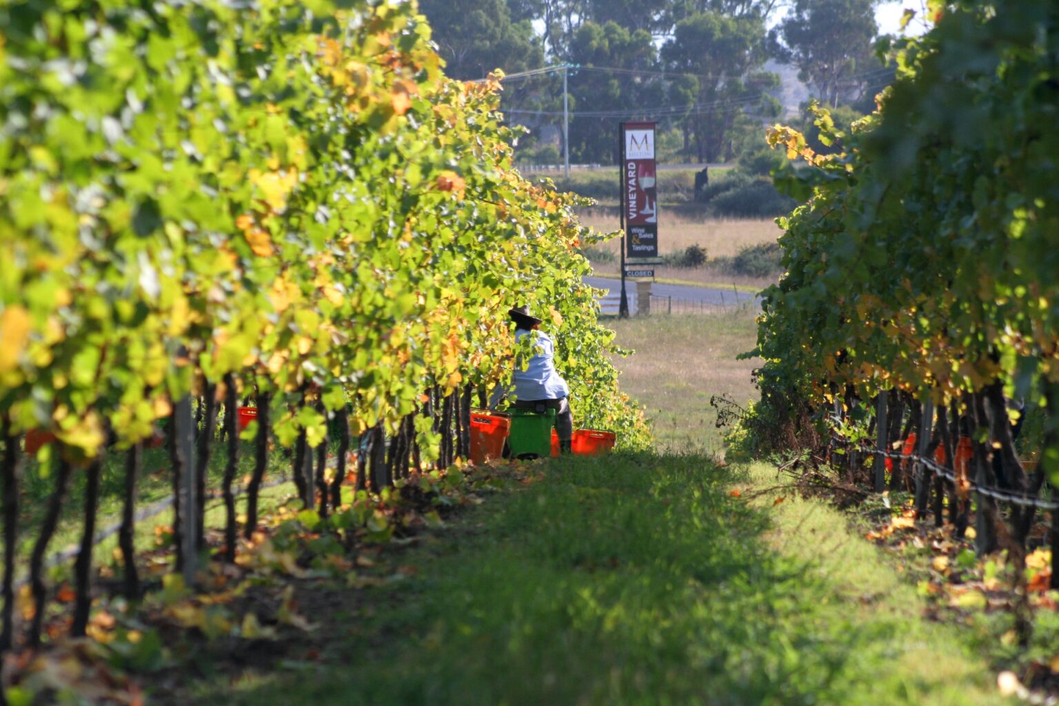 About Us - Milton Vineyard
